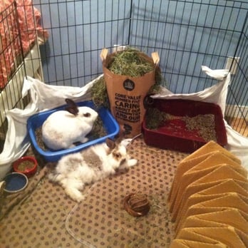 BRAMBLEY HEDGE RABBIT RESCUE - Updated December 2025 - 20 Photos & 15 ...