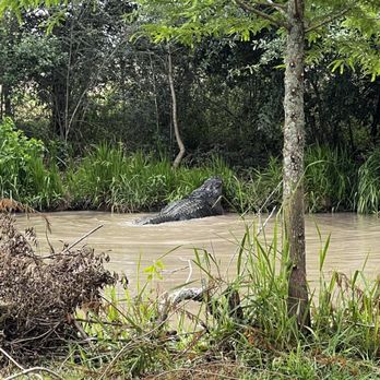 ALLIGATOR ALLEY - Updated August 2024 - 485 Photos & 162 Reviews ...