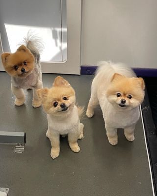 VANESSA’S PRETTY PUPS MOBILE GROOMING - Updated December 2025 - 10 ...