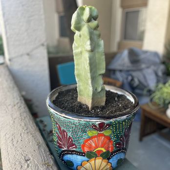 ARIZONA CACTUS SALES - Updated October 2025 - 91 Photos & 65 Reviews ...