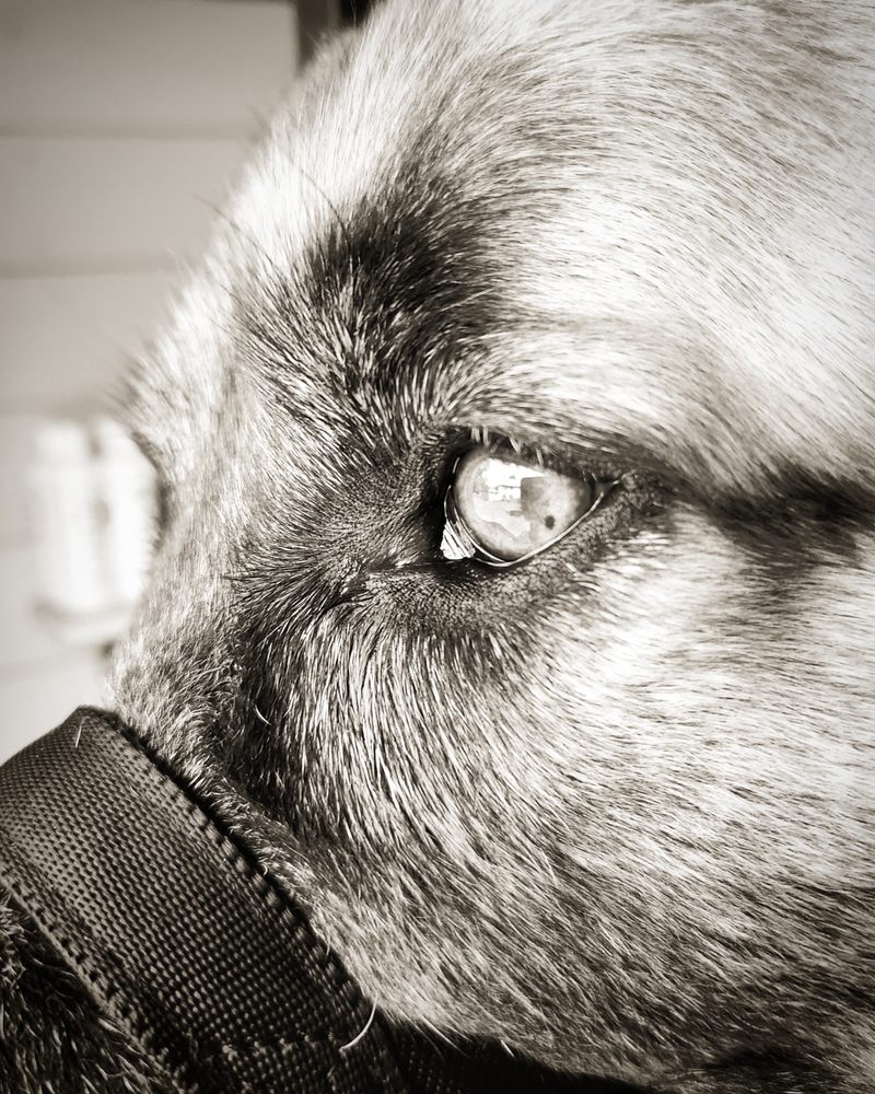 NORTH COUNTRY DOG - Updated August 2025 - 134 Photos - 1627 Village Rd ...