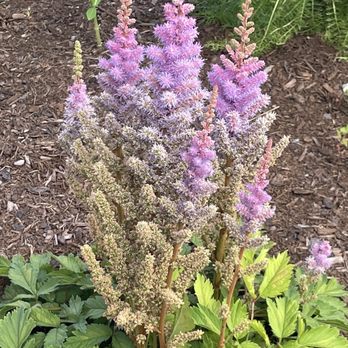 THUYA GARDEN AND LODGE - Updated July 2024 - 37 Photos & 14 Reviews ...