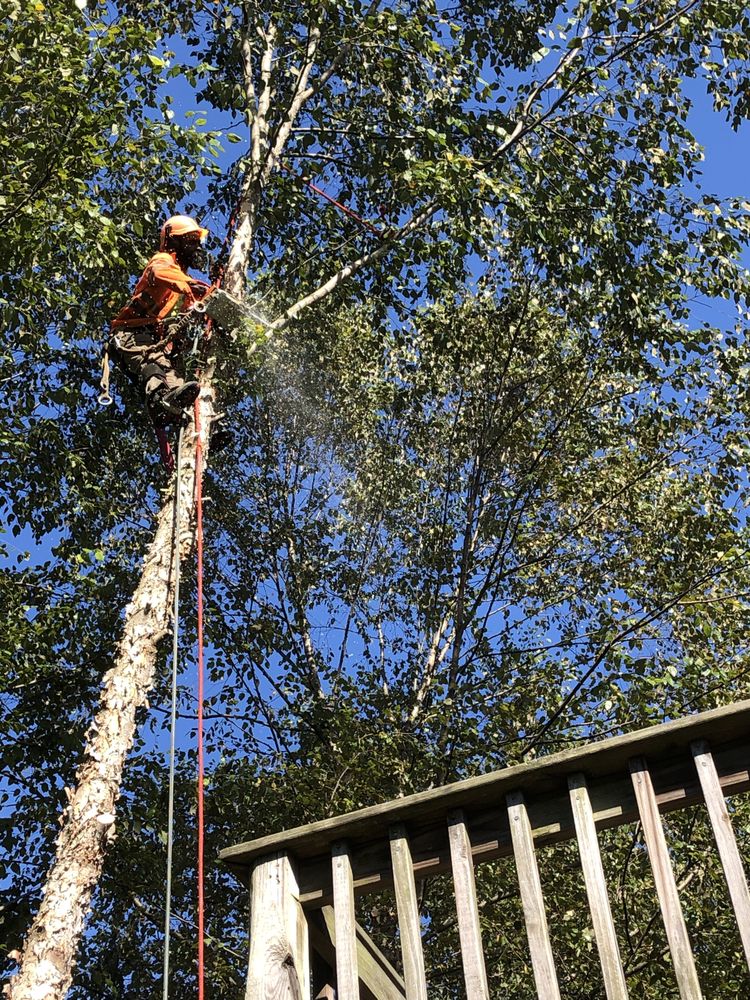 XAVIER TREE SPECIALIST - Updated October 2025 - 12 Photos - Lithonia ...