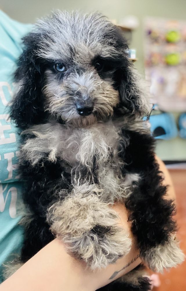 PUPPY COUNTRY - Updated May 2026 - 17 Photos - 11912 Montgomery Rd ...
