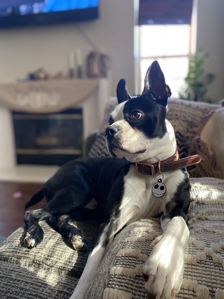 HIGH DESERT ANIMAL CARE HOSPITAL - Updated April 2025 - 45 Photos & 196 ...