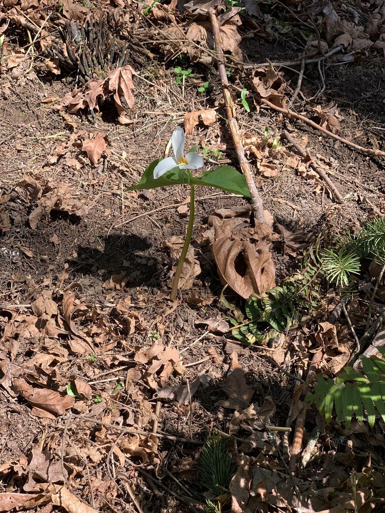 COOKS BUTTE PARK - 30 Photos - 2266 Palisades Crest Dr, Lake Oswego, OR ...