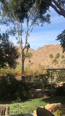 TREE PROS - Updated October 2025 - 52 Photos & 226 Reviews - 2836 W ...