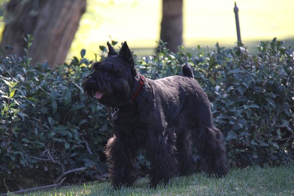 SKANSEN KENNEL - 73 Photos & 50 Reviews - 5179 Blank Rd, Sebastopol ...