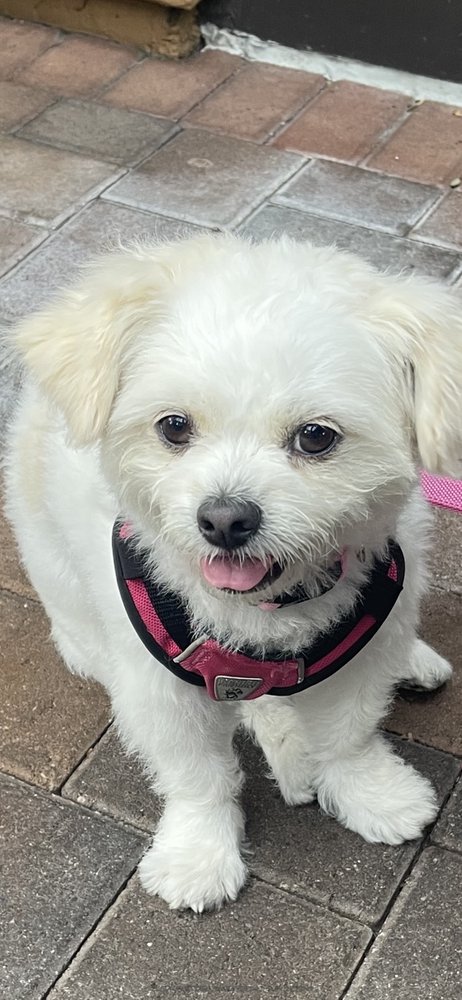 PRIMP MY PET MOBILE SPA - TEMP. CLOSED - Updated December 2025 - 112 ...