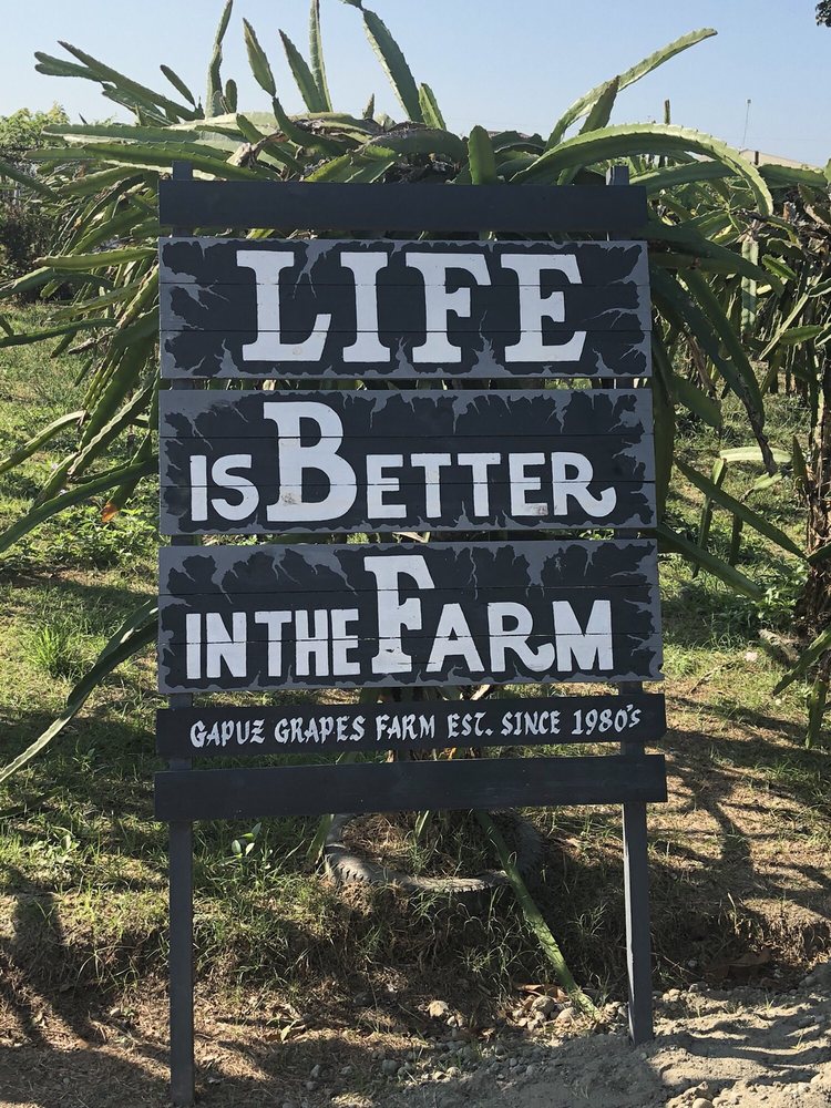 GAPUZ GRAPES FARM - Updated July 2025 - 78 National Hi-Way Brgy ...