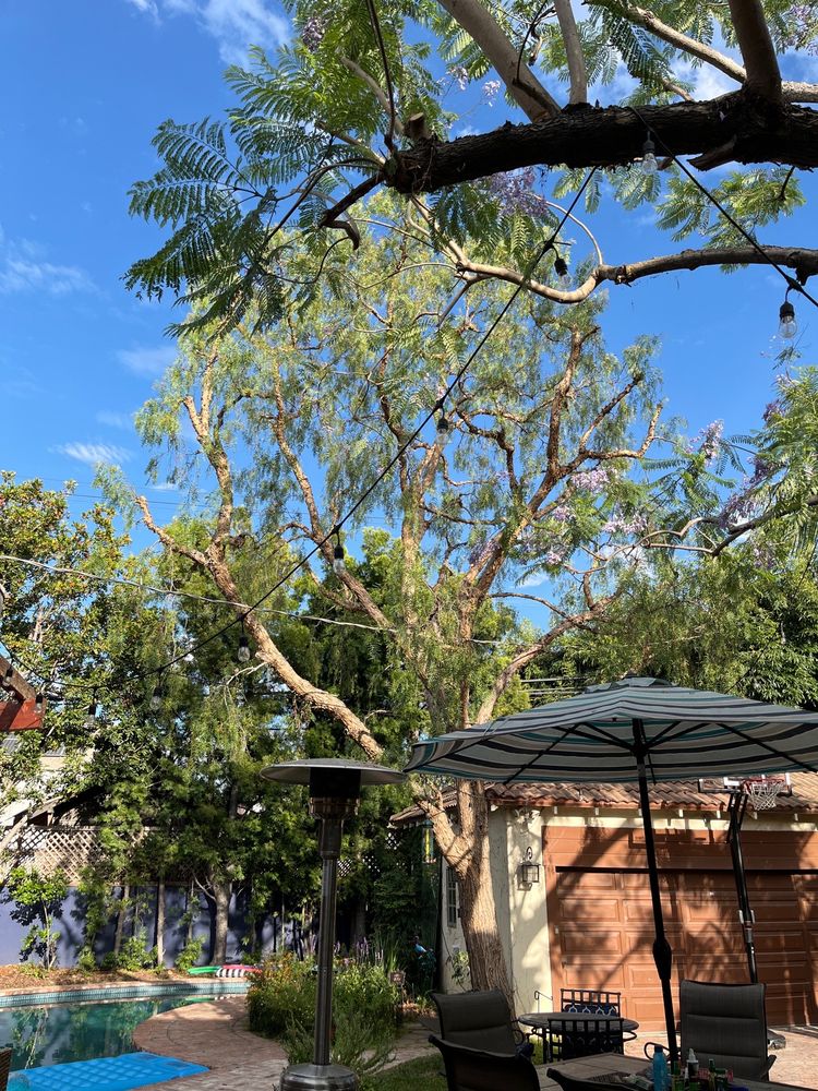 LARA’S TREE AND STUMP SERVICE - Updated May 2025 - Request a Quote ...