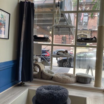 BROOKLYN CAT CAFE - Updated January 2025 - 424 Photos & 177 Reviews - 76 Montague St, Brooklyn ...