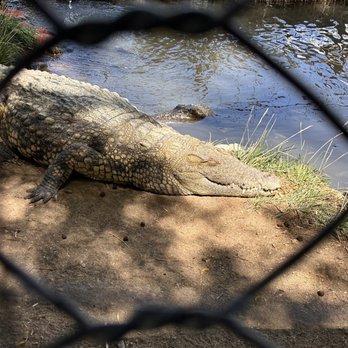 COLORADO GATORS REPTILE PARK - Updated October 2025 - 253 Photos & 87 ...