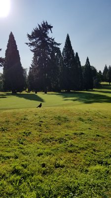 ROSE CITY GOLF COURSE - Updated July 2024 - 15 Photos & 39 Reviews ...