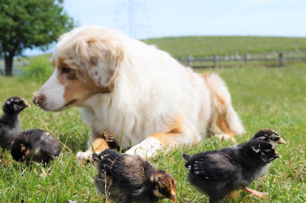 MARANDA RANCH KENNELS - Updated January 2026 - 34 Photos & 33 Reviews ...