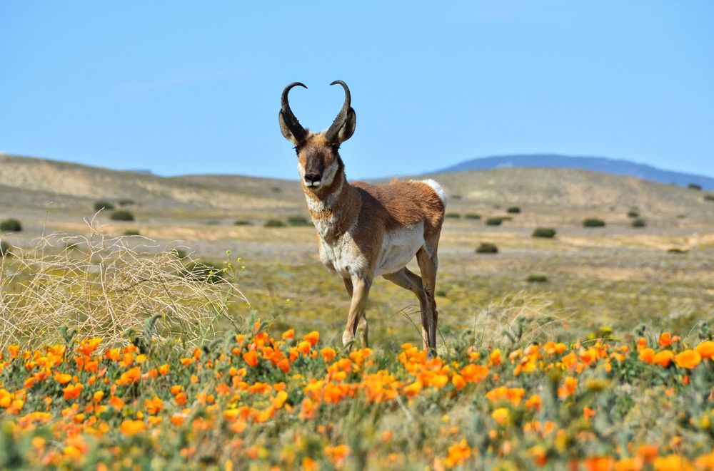 TEJON RANCH CONSERVANCY - Updated October 2025 - 11 Photos - 1037 Bear ...