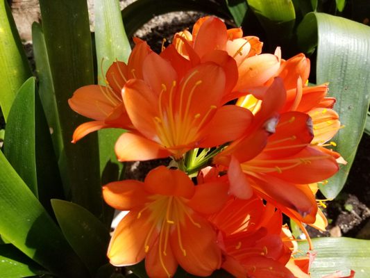 ROGER WILLIAMS PARK BOTANICAL CENTER - 189 Photos & 37 Reviews - 1000 ...