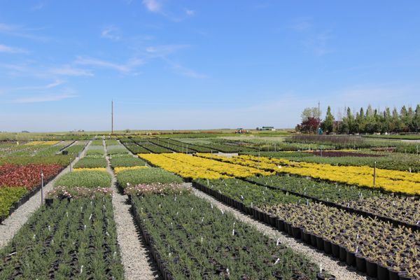 DEVIL MOUNTAIN WHOLESALE NURSERY - CLEMENTS - Updated July 2025 - 16950 ...