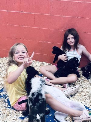 SAVE ALL DOGS RESCUE - Updated December 2025 - 100 Photos & 12 Reviews ...