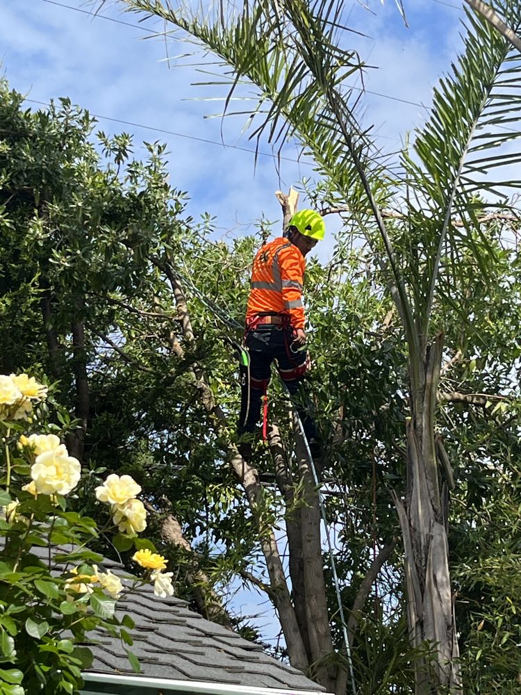 WEST COAST TREE SERVICE - Updated August 2024 - 15 Photos ...