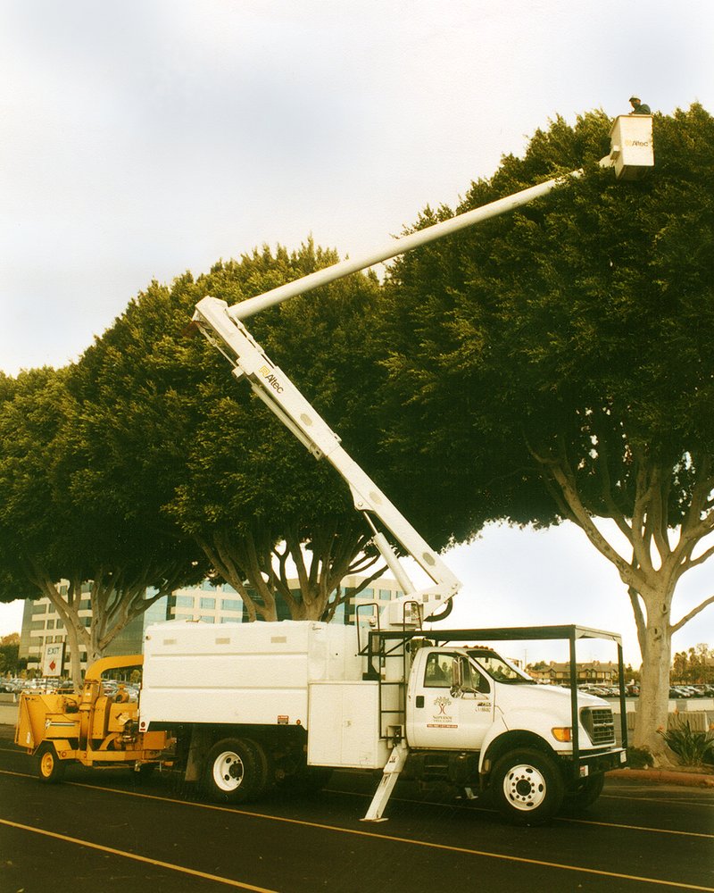 SUPERIOR TREE CARE - Updated July 2025 - Pasadena, California - Tree ...