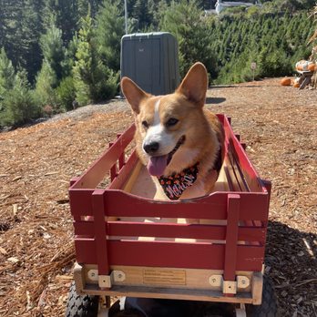 PATCHEN PUMPKIN PATCH - Updated September 2024 - 82 Photos & 19 Reviews ...