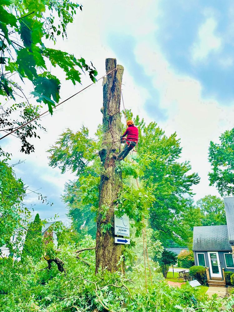 GEORGE TREE SERVICES - Updated September 2025 - 10 Photos - Danbury ...