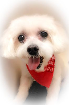 BOSS THE PET CONNECTION - 809 Photos & 67 Reviews - 7439 W Sample Rd ...