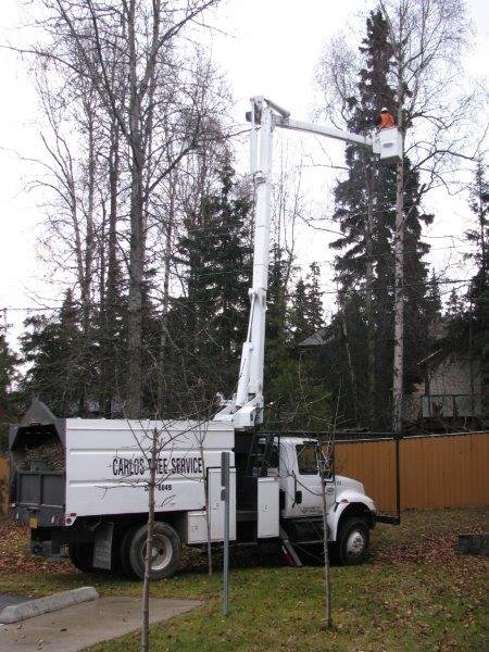 CARLOS TREE SERVICE - Updated October 2025 - 25 Photos & 12 Reviews ...