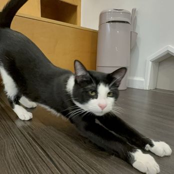 MEOW PARLOUR - Updated July 2025 - 870 Photos & 317 Reviews - 43 Essex ...