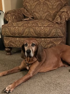 WAYNE COUNTY HUMANE SOCIETY - Updated October 2025 - 1161 Mechanicsburg ...