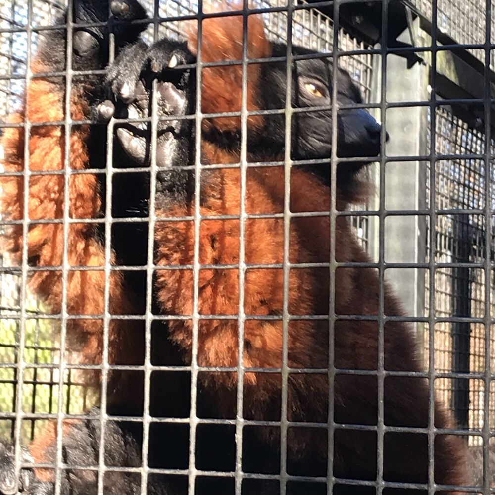 DUKE UNIVERSITY LEMUR CENTER - 157 Photos & 66 Reviews - Zoos - 3705 ...