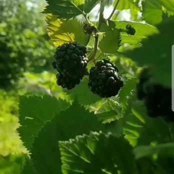 ECKERT’S ORCHARD - Updated January 2026 - 135 Photos & 64 Real Reviews ...