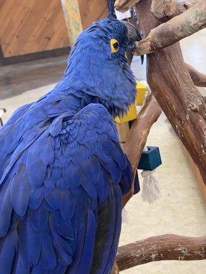 MAGNOLIA BIRD FARM - 100 Photos & 140 Reviews - Pet Stores - 12200 ...