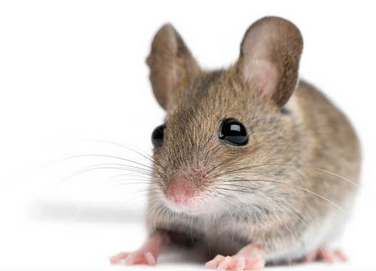 ENTECH PEST MANAGEMENT - Grand Island, NE - Yelp