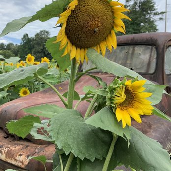 THE ANDERSON SUNFLOWER FARM - Updated May 2026 - 82 Photos & 25 Reviews ...