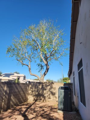 CORE TREE SERVICE - Updated August 2025 - 119 Photos & 152 Reviews ...