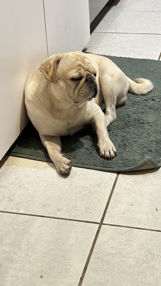 KATE’S PET CARE - 13 Photos - Sherman Oaks, CA - Yelp