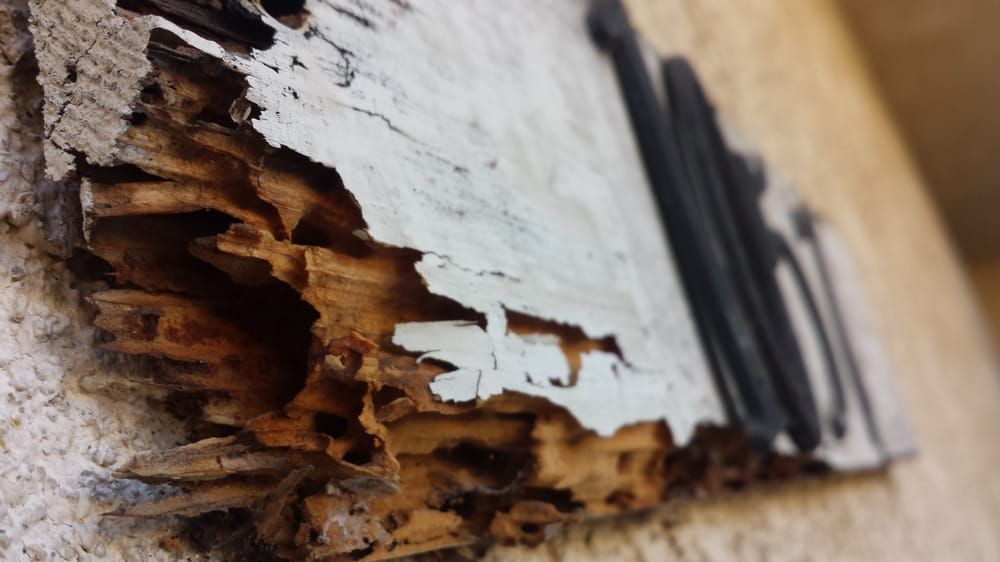 ACTIVE PEST CONTROL - Updated July 2025 - 28 Photos - 19800 MacArthur ...