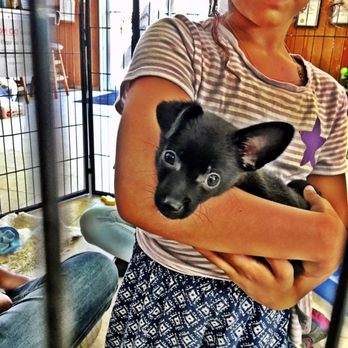 VALLEY ANIMAL HAVEN - Updated October 2025 - 32 Photos & 14 Reviews ...