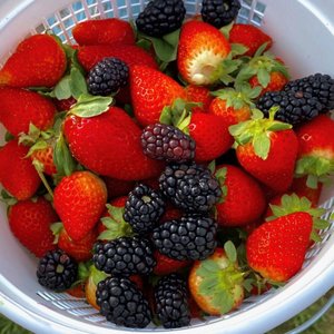 ATKINSON FARM - 127 Photos & 48 Reviews - 3217 Spring Cypress, Spring ...