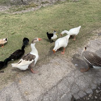 BAYOU WILDLIFE ZOO - Updated January 2026 - 349 Photos & 155 Reviews ...