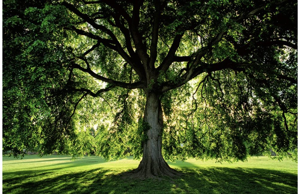 CH TREE SERVICE - Request a Quote - Grand Valley, Pennsylvania - Tree ...