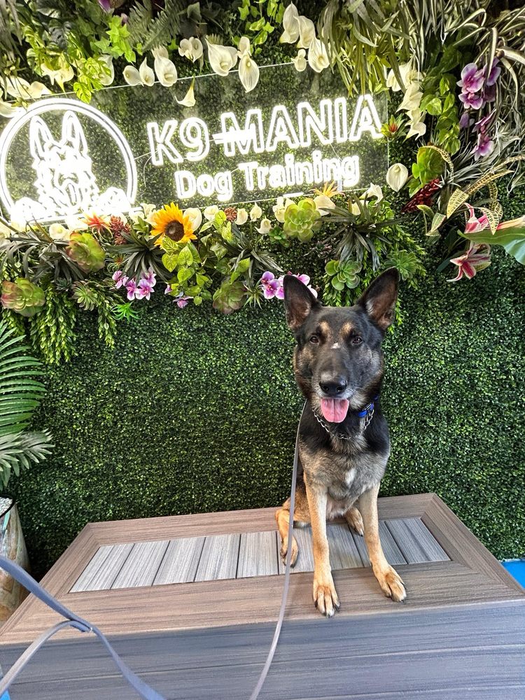 K9 MANIA DOG TRAINING - Updated April 2026 - 16 Photos & 12 Reviews ...