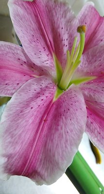 ESTHER FLOWERS - 13 Photos & 10 Reviews - 1028 Waukegan Rd, Northbrook ...