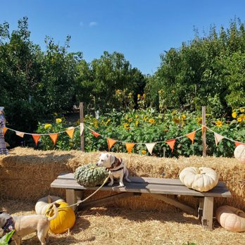 J&P COSENTINO FAMILY FARM - Updated June 2024 - 285 Photos & 75 Reviews ...