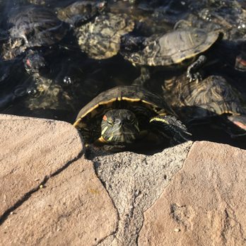 CSUN POND - Updated October 2025 - 337 Photos & 84 Reviews - 18111 ...