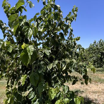 VERY MULBERRY - Updated May 2025 - 214 Photos & 41 Reviews - 501 ...