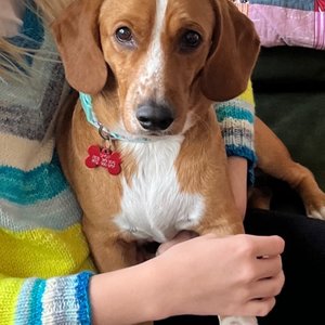 WRIGHT WAY RESCUE - 72 Photos & 165 Reviews - 5915 Lincoln Ave, Morton ...