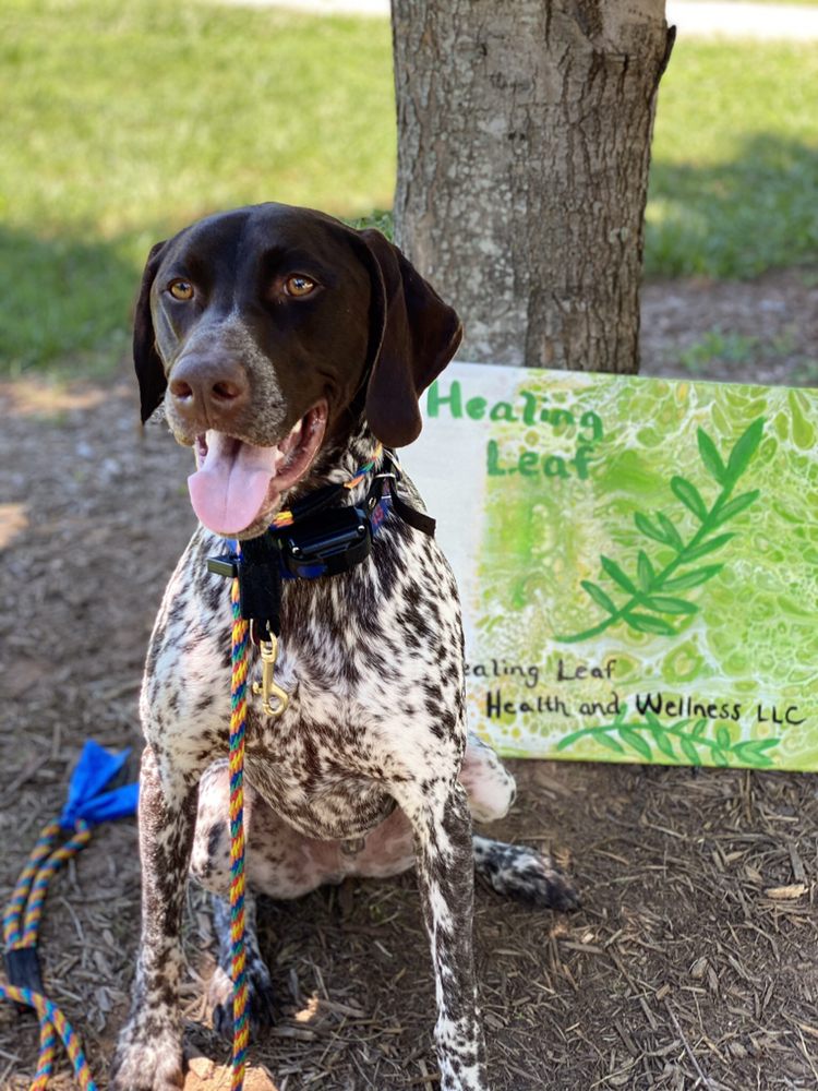 HEALING LEAF HEALTH & WELLNESS - Updated September 2025 - 20 Photos - 543 Haywood Rd, Greenville ...